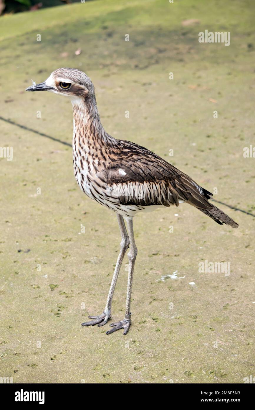 The bush stone-curlew or bush thick-kneed is a large, ground-dwelling ...