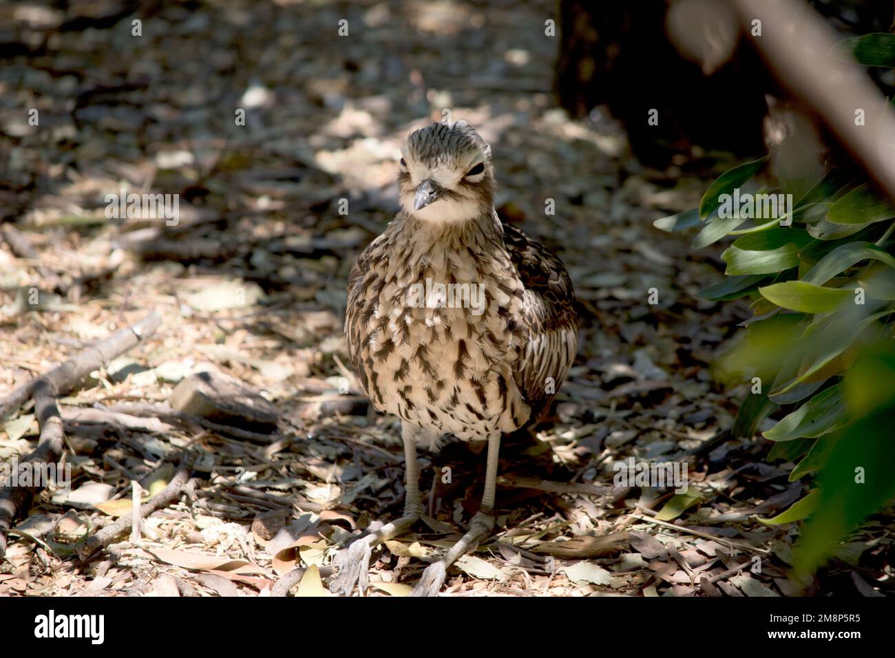 the bush stone curlew is hiding in the shadows, they blend in with ...