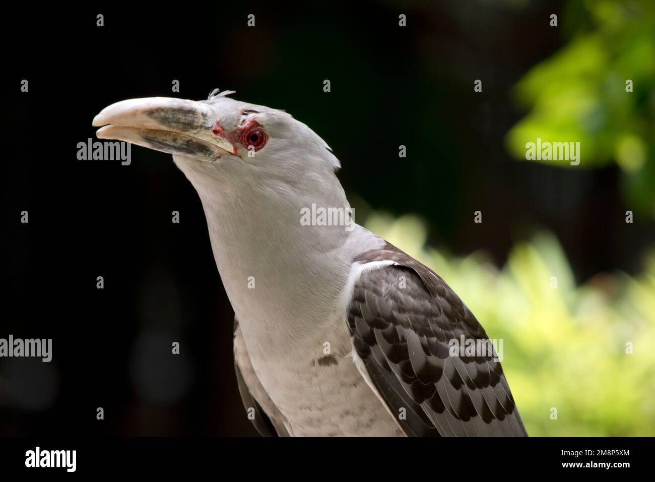 the channel bill cuckoo has a red eyering and enormous pale beak. A ...