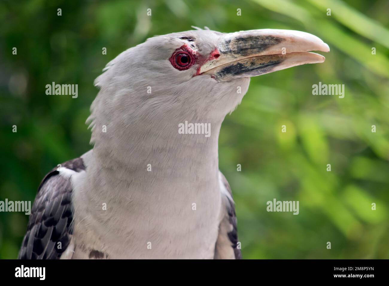 the channel bill cuckoo has a red eyering and enormous pale beak. A ...