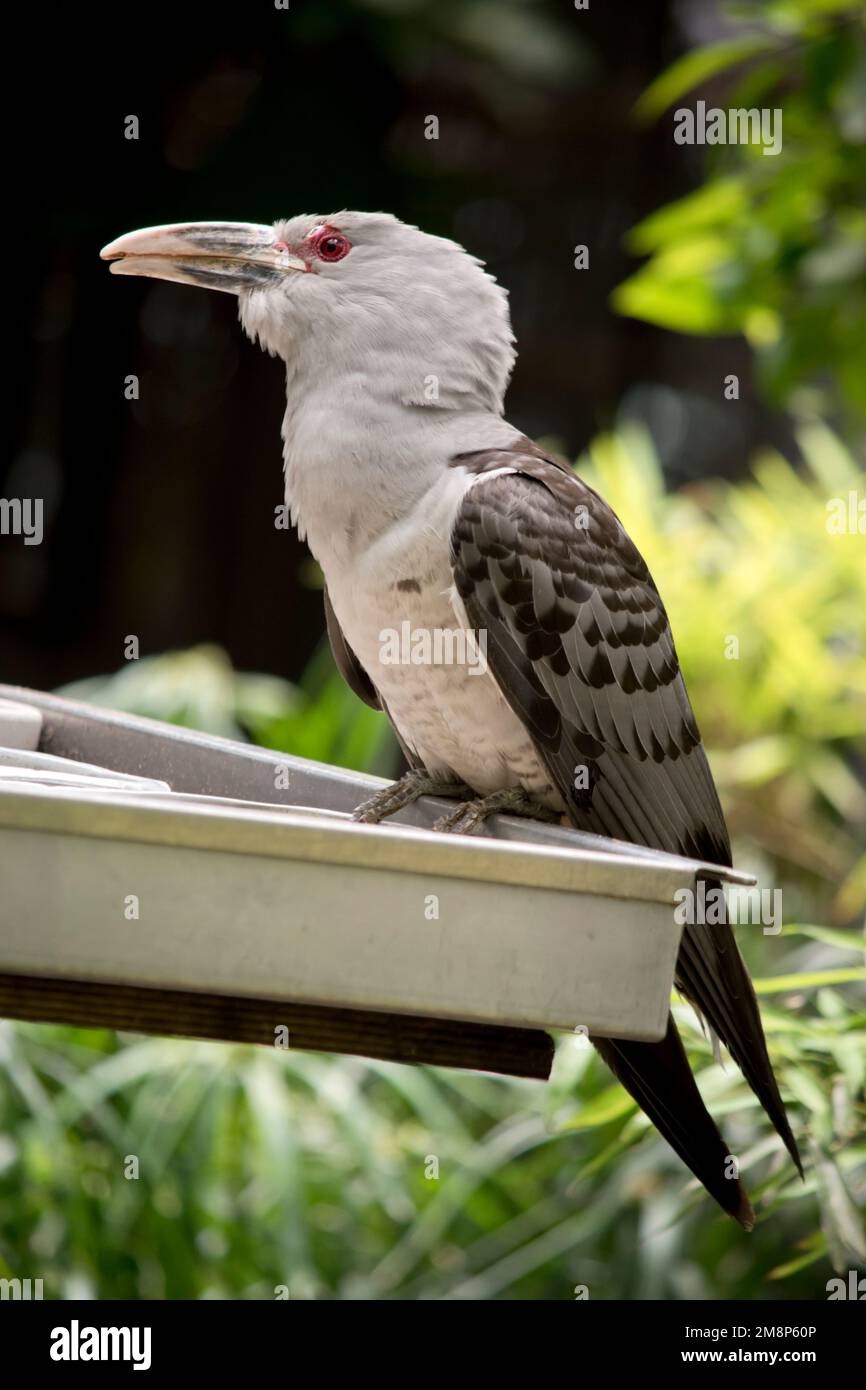 the channel bill cuckoo has a red eyering and enormous pale beak. A ...