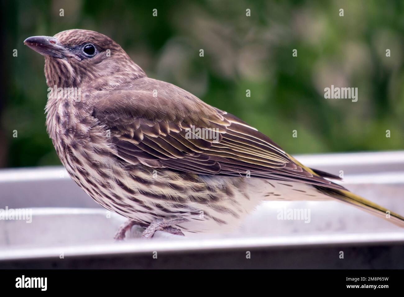 Female figbird hi-res stock photography and images - Alamy