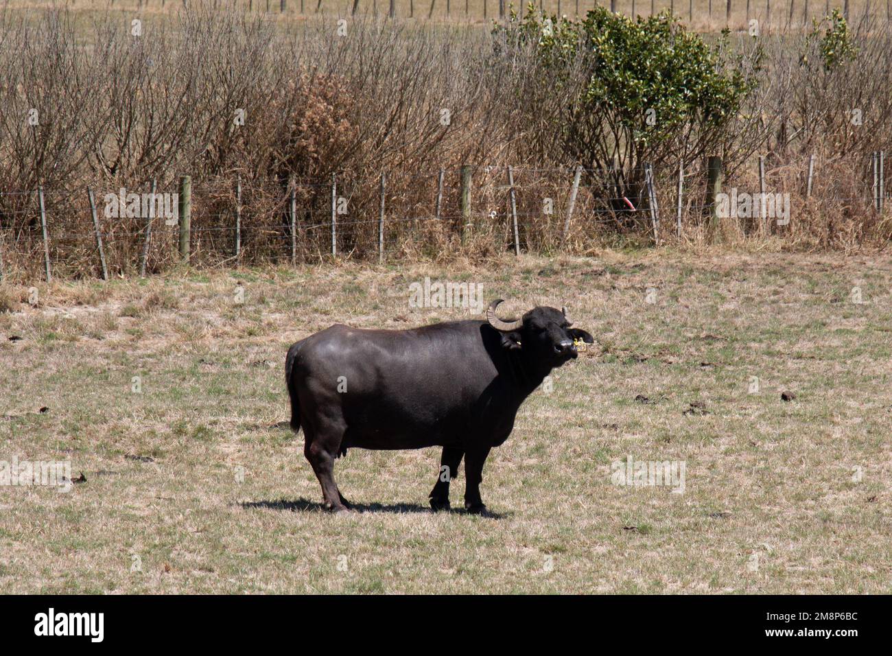New zealand angus beef cow hi-res stock photography and images - Alamy