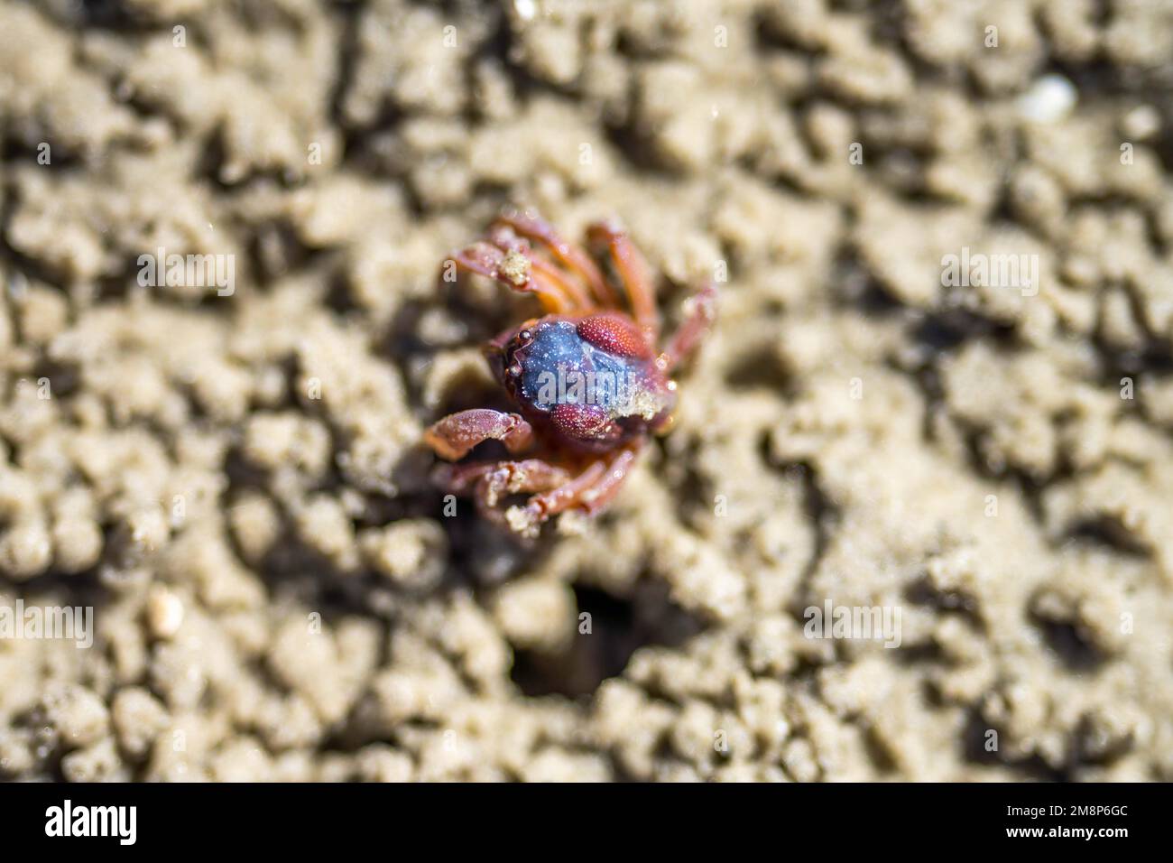 Tasmanian burrowing Southern Soldier crab on a beach close up in ...