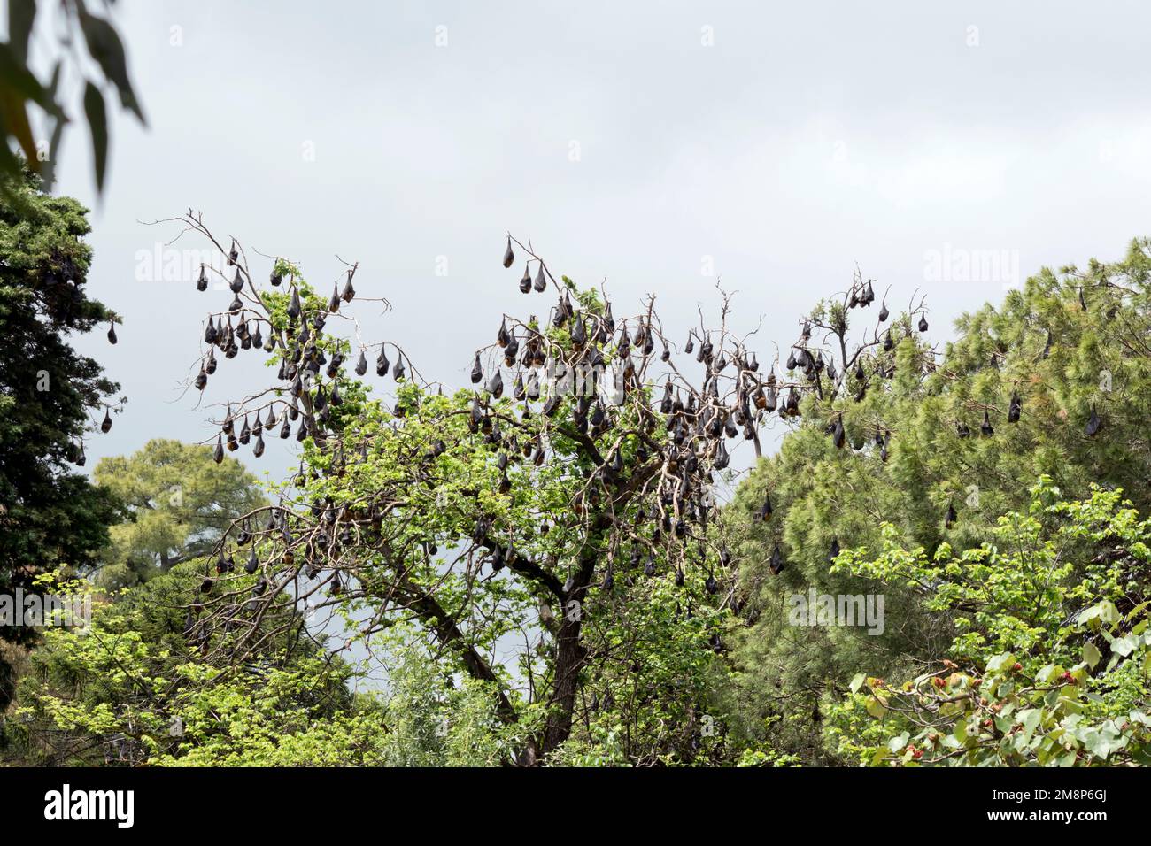 fruit bats have black wings and red furry heads and hang upside down ...