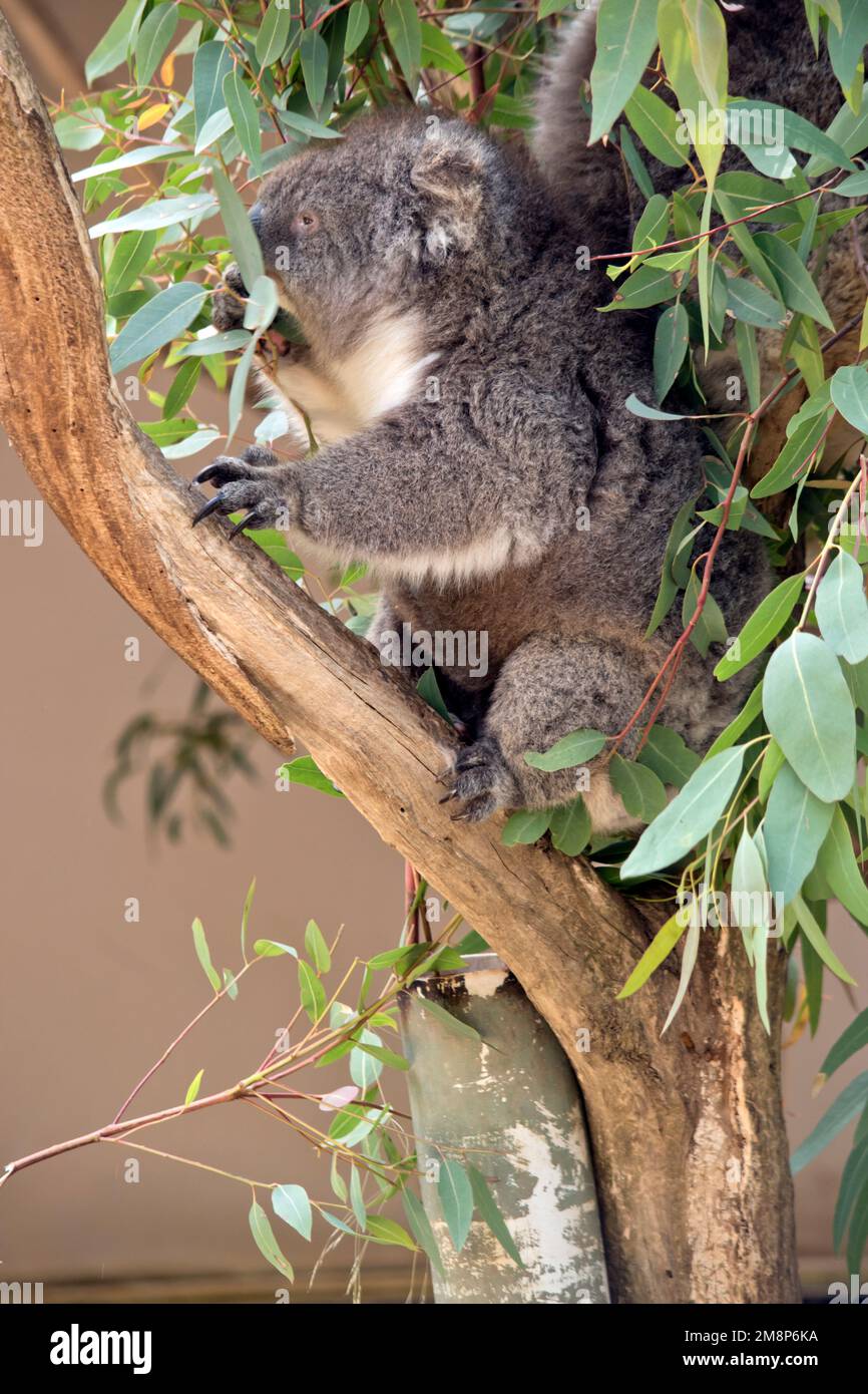 Koala in tree eating eucalyptus leaves hi-res stock photography and ...