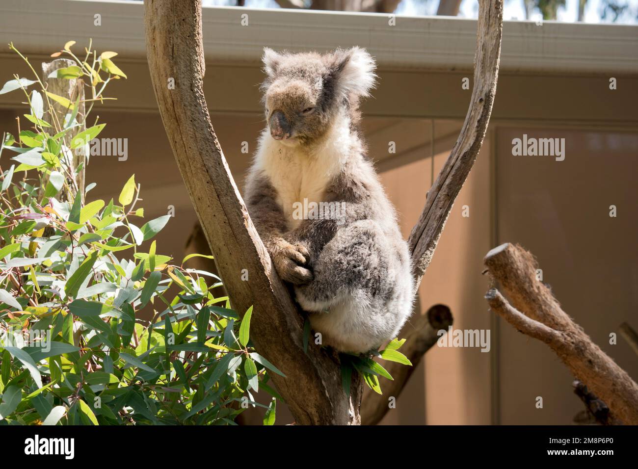 the koala is a cute marsupial who lives in eucalyptus trees Stock Photo ...