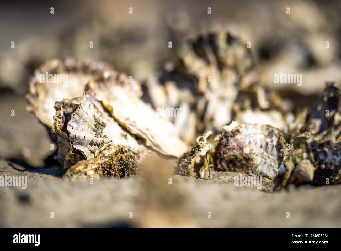 oysters on the beach. growing oyster on a sand beach in tasmania ...