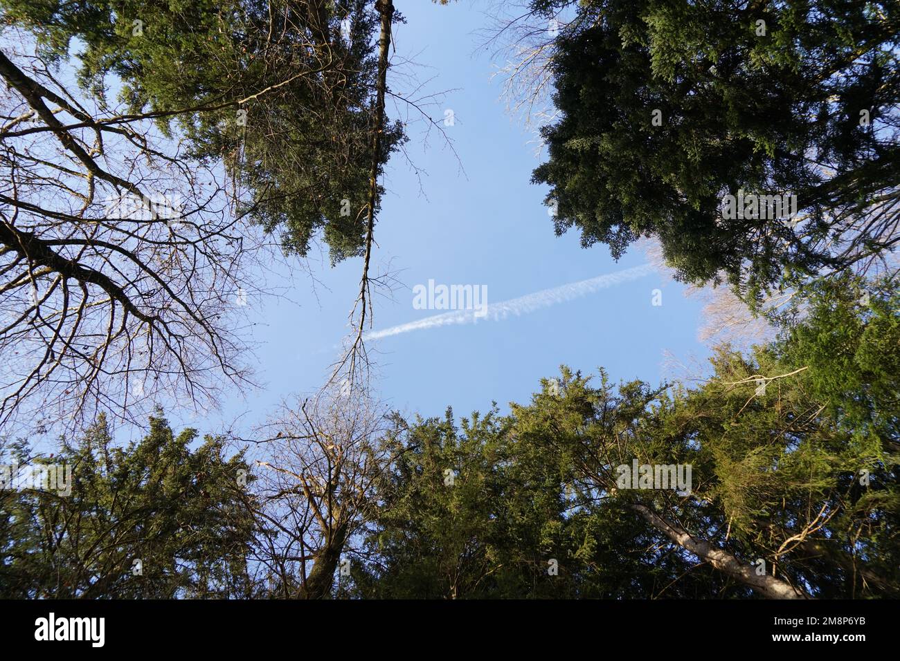 Looking up into the tree crowns that form almost a circle. There are ...