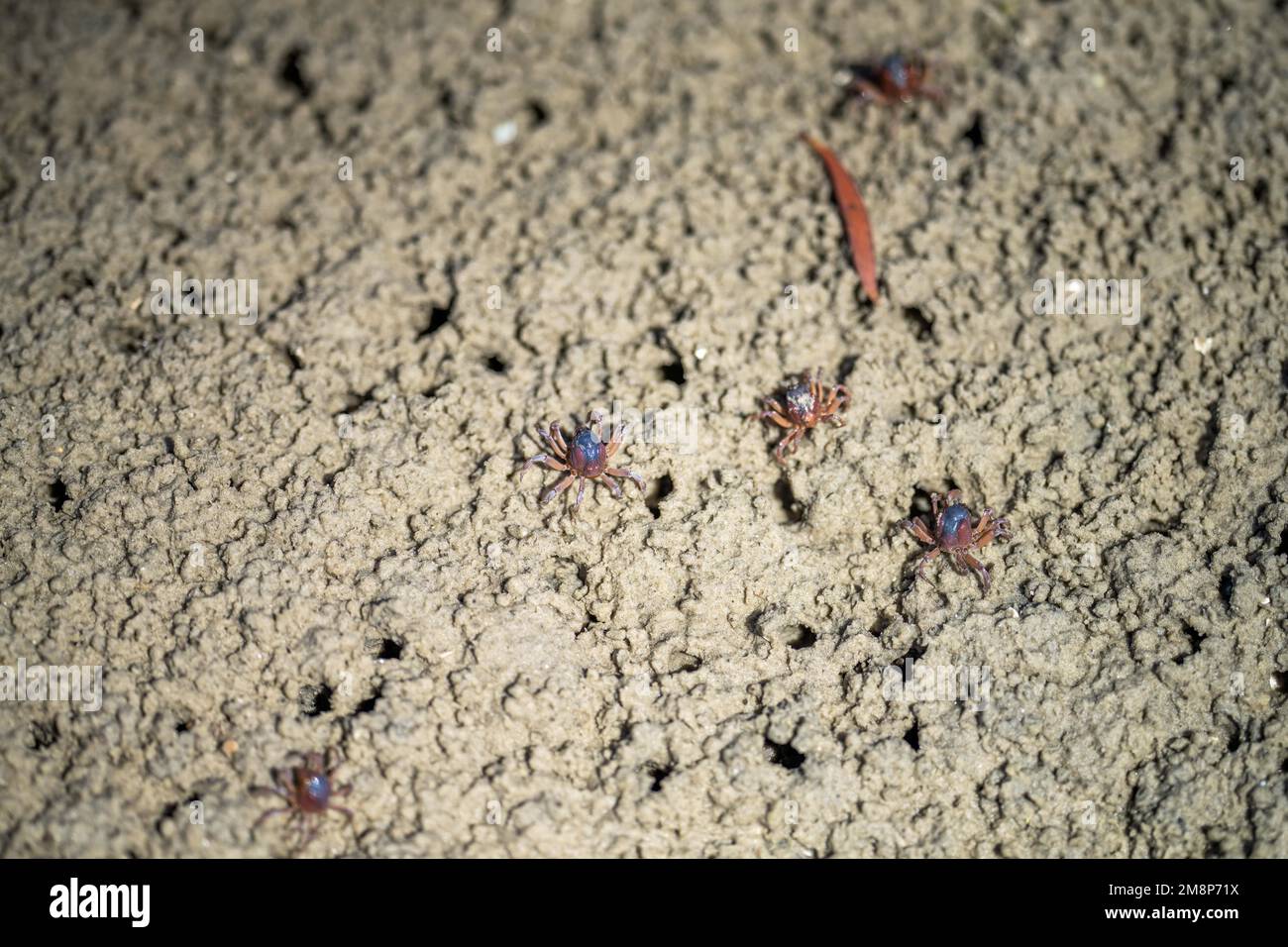 Tasmanian burrowing Southern Soldier crab on a beach close up in ...