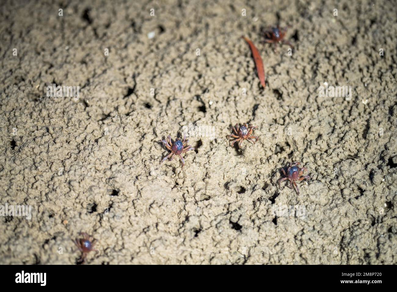 Tasmanian burrowing Southern Soldier crab on a beach close up in ...