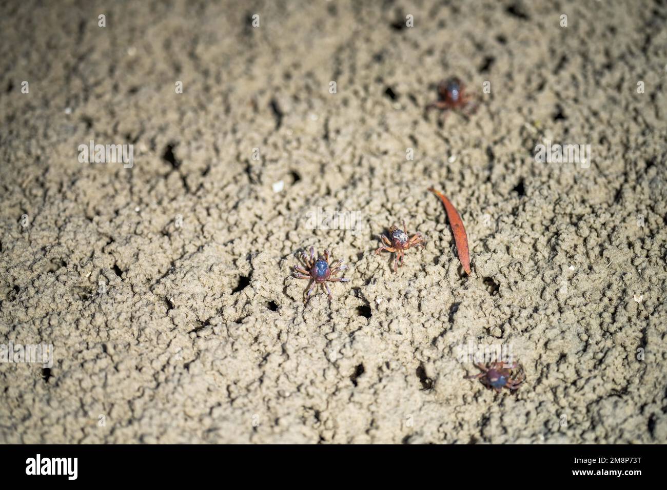 Tasmanian burrowing Southern Soldier crab on a beach close up in ...