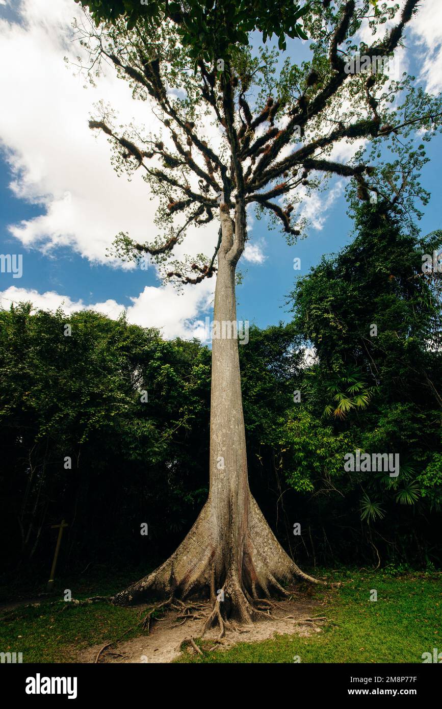 Moreton Bay fig (Ficus macrophylla). High quality photo Stock Photo - Alamy