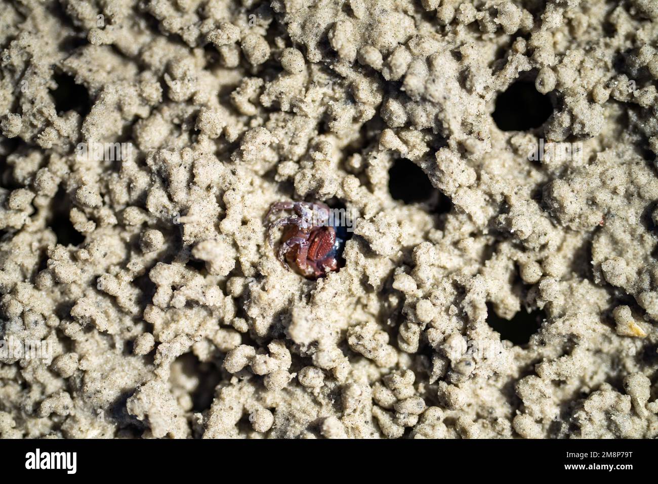 Tasmanian burrowing Southern Soldier crab on a beach close up in ...