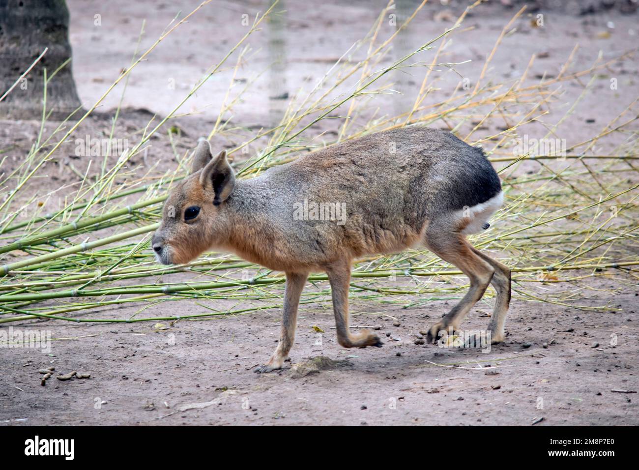 the patagonian cavy is a rodent that looks like a small dog, it is grey ...