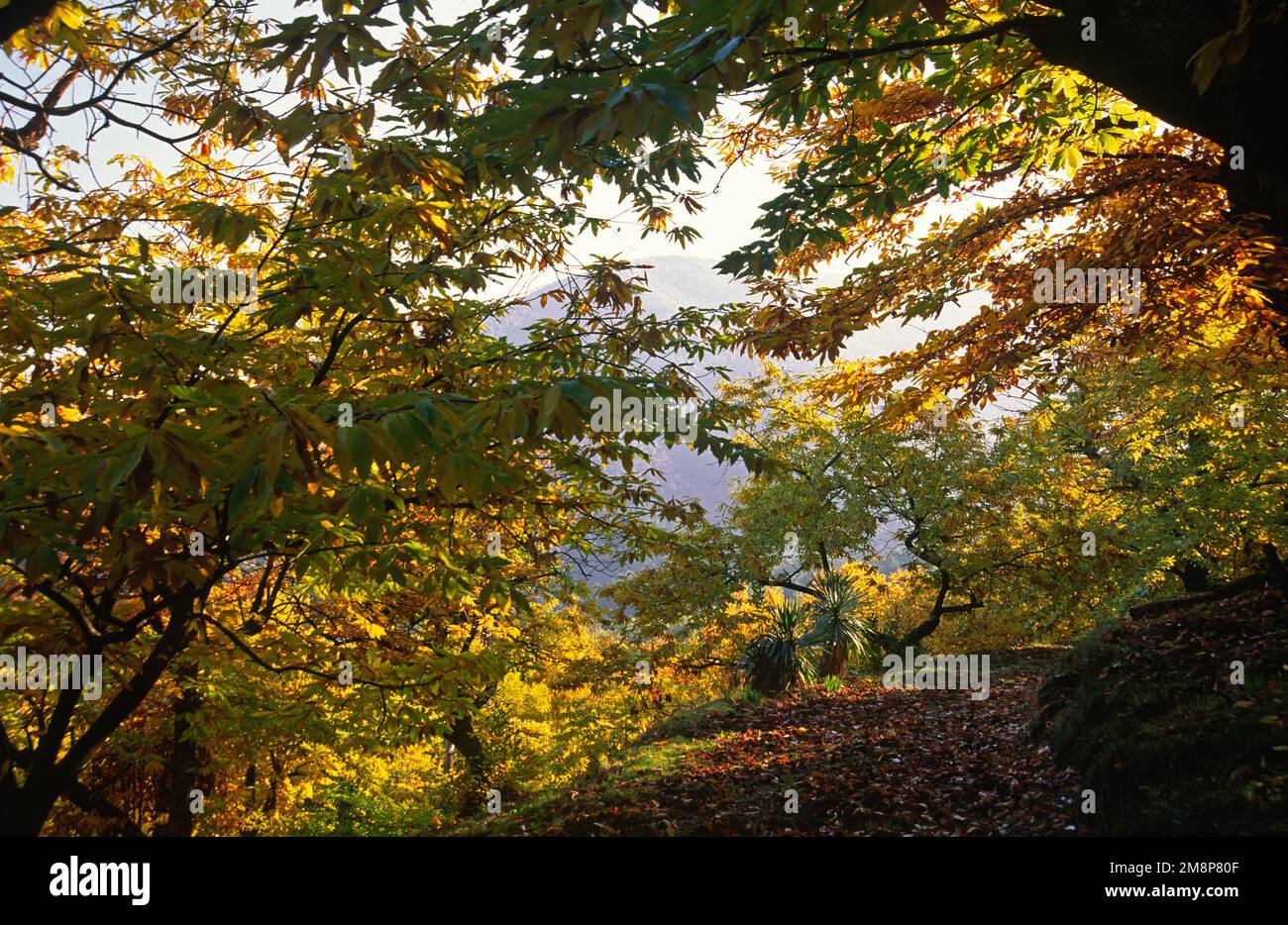 Chestnut trees in autumn colors in the Var Provence Stock Photo - Alamy