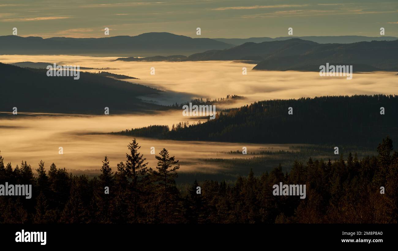 An aerial view of a pine forest in a valley covered with clouds in ...