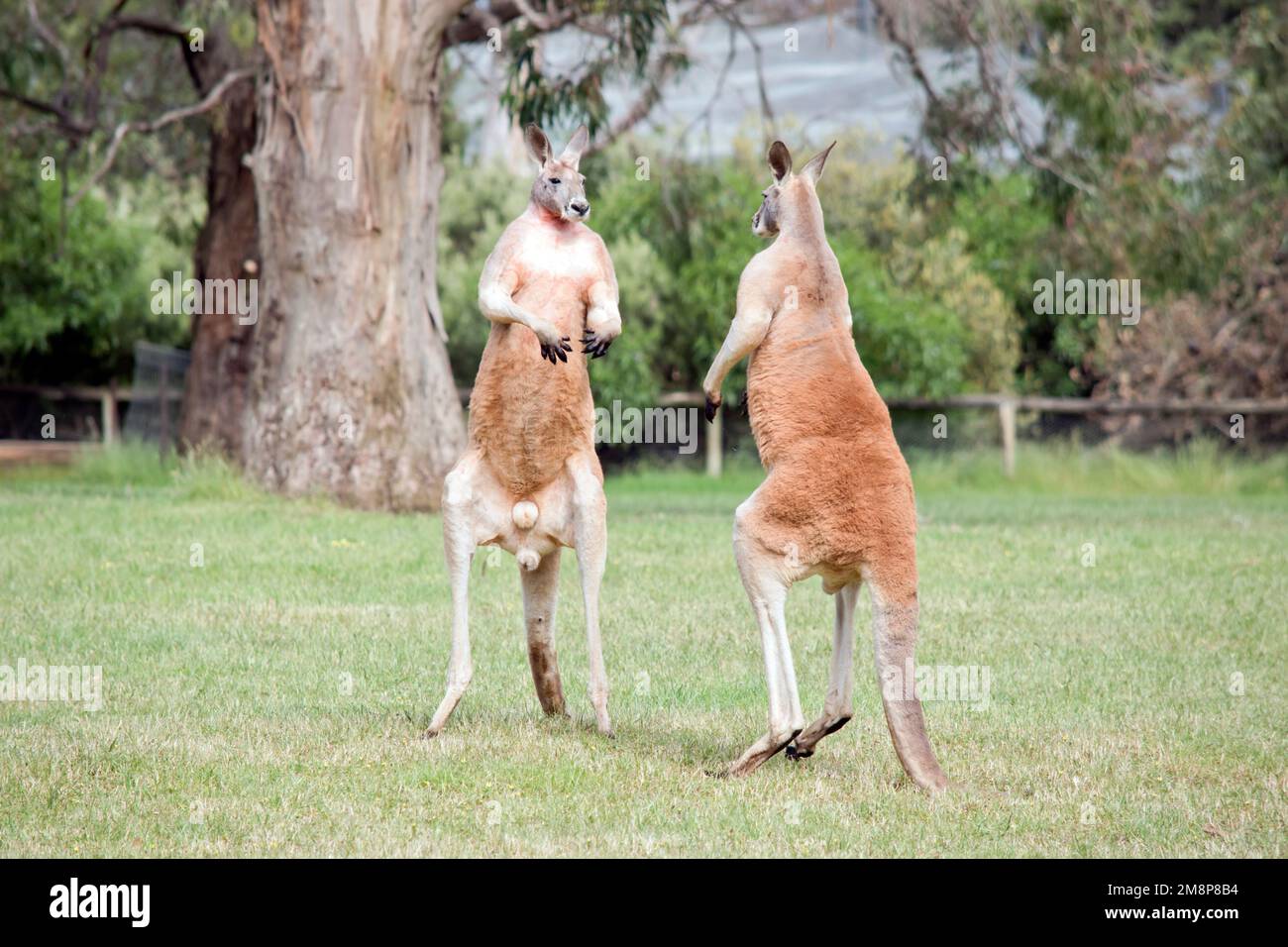 the two male kangaroos are fighting over who will end up mating with ...