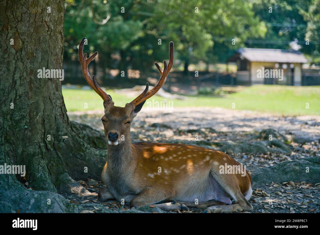 Nara deer park Stock Photo - Alamy