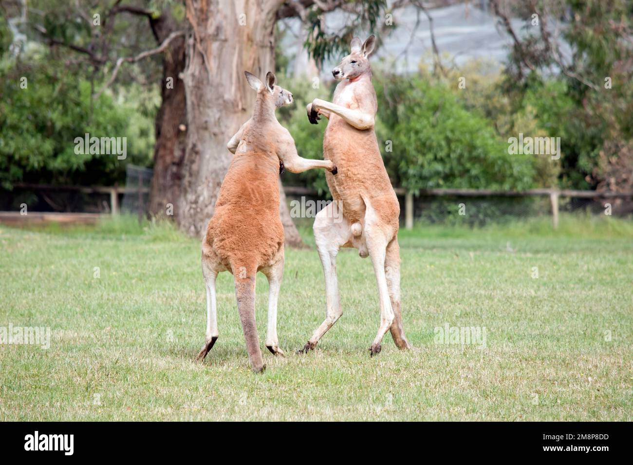 the two male kangaroos are fighting over who will end up mating with ...