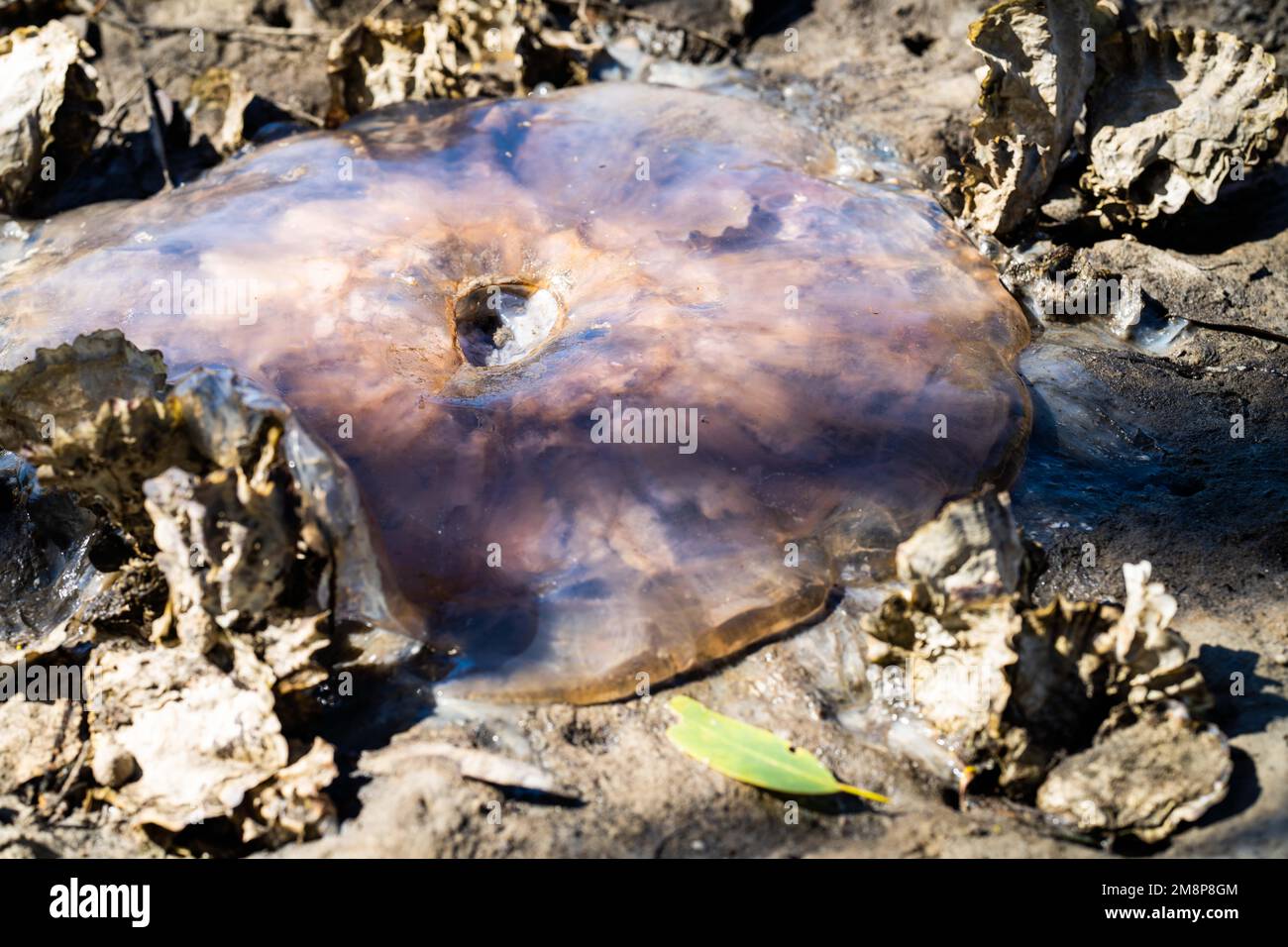 Tasmanian Giant Jellyfish