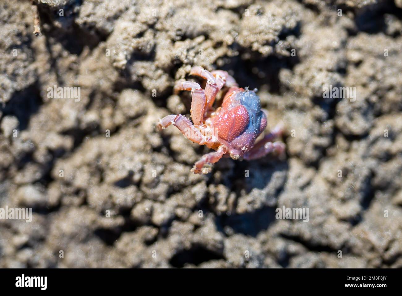 Tasmanian burrowing Southern Soldier crab on a beach close up in ...