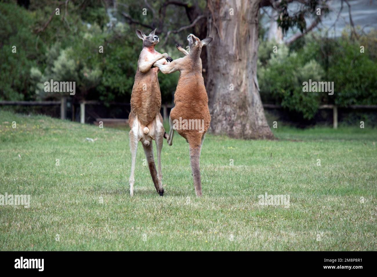 the two male kangaroos are fighting over who will end up mating with ...