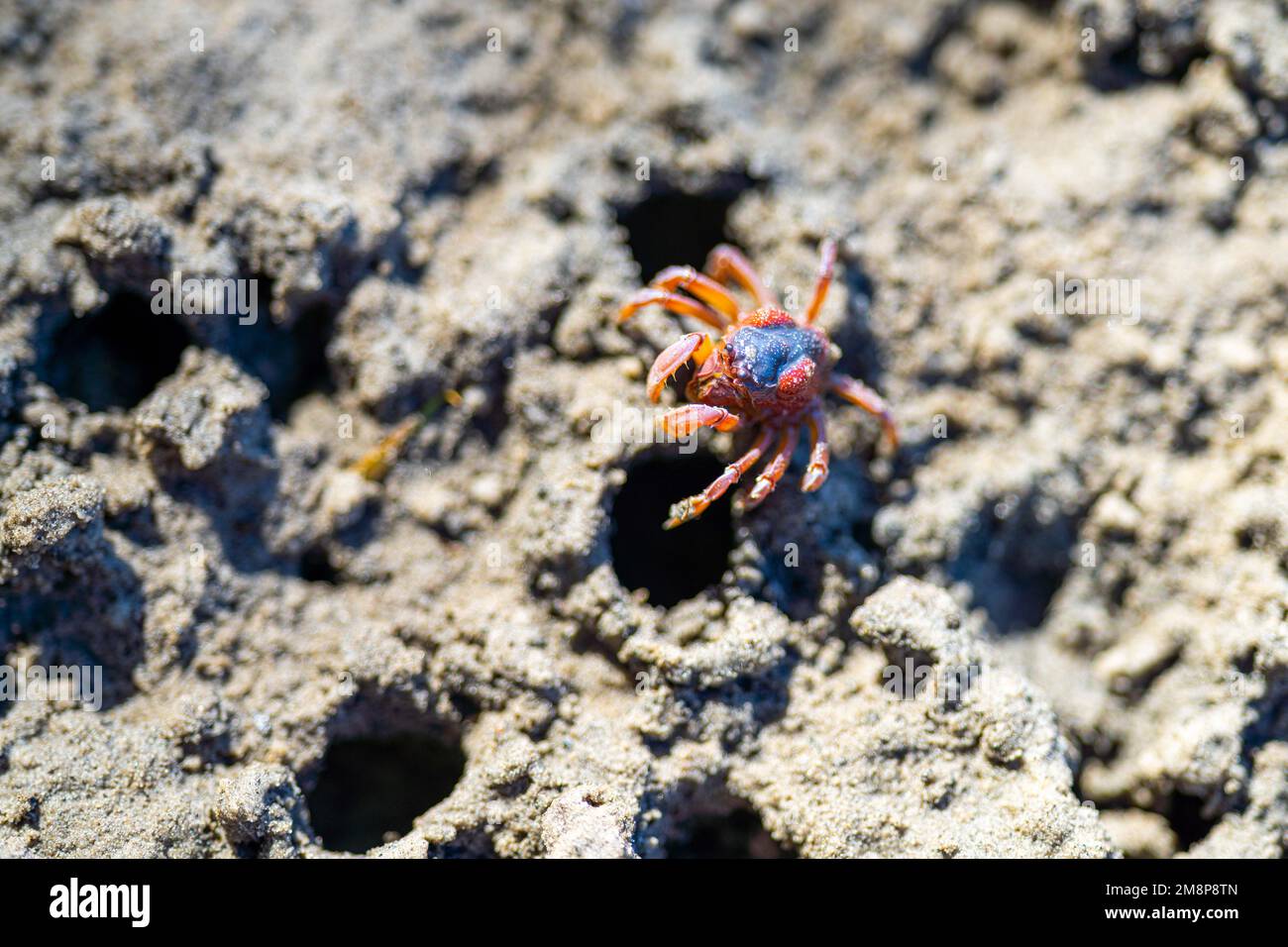 Tasmanian burrowing Southern Soldier crab on a beach close up in ...