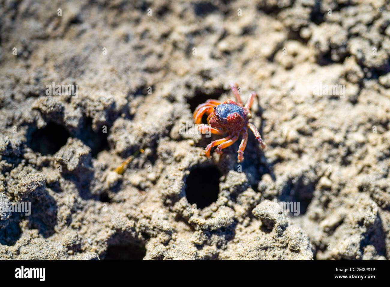 Tasmanian burrowing Southern Soldier crab on a beach close up in ...