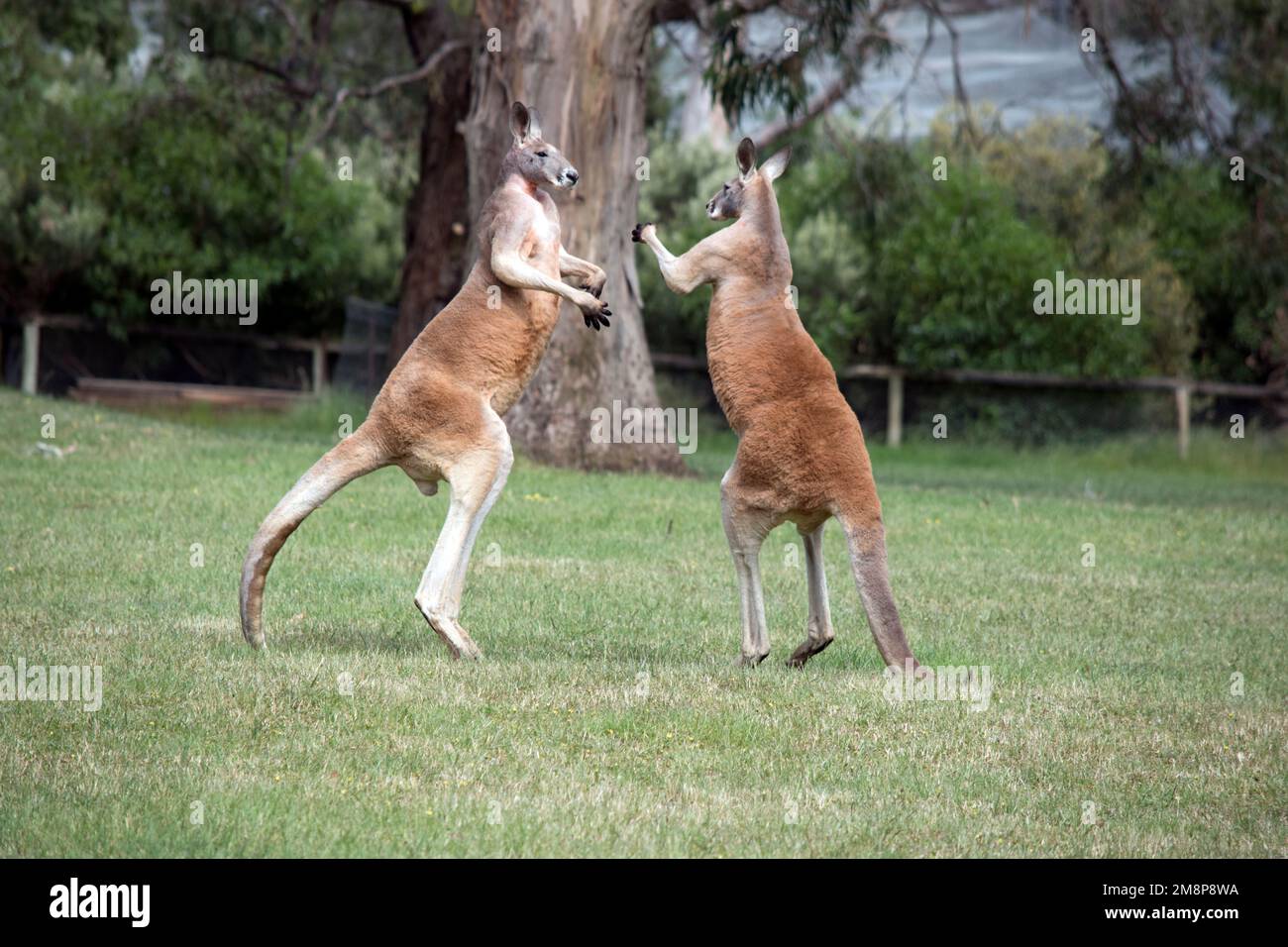 the two male kangaroos are fighting over who will end up mating with ...