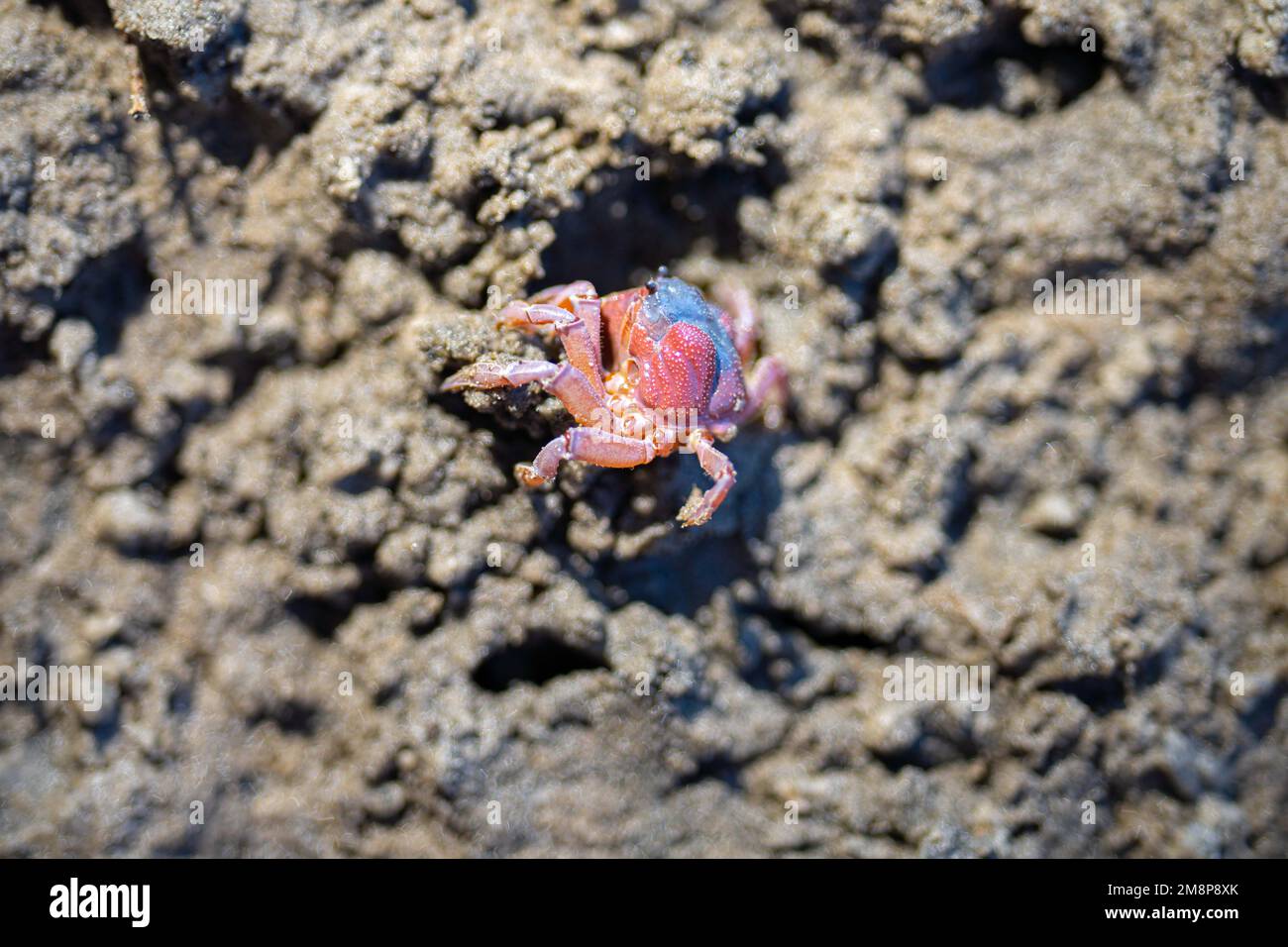 Tasmanian burrowing Southern Soldier crab on a beach close up in ...