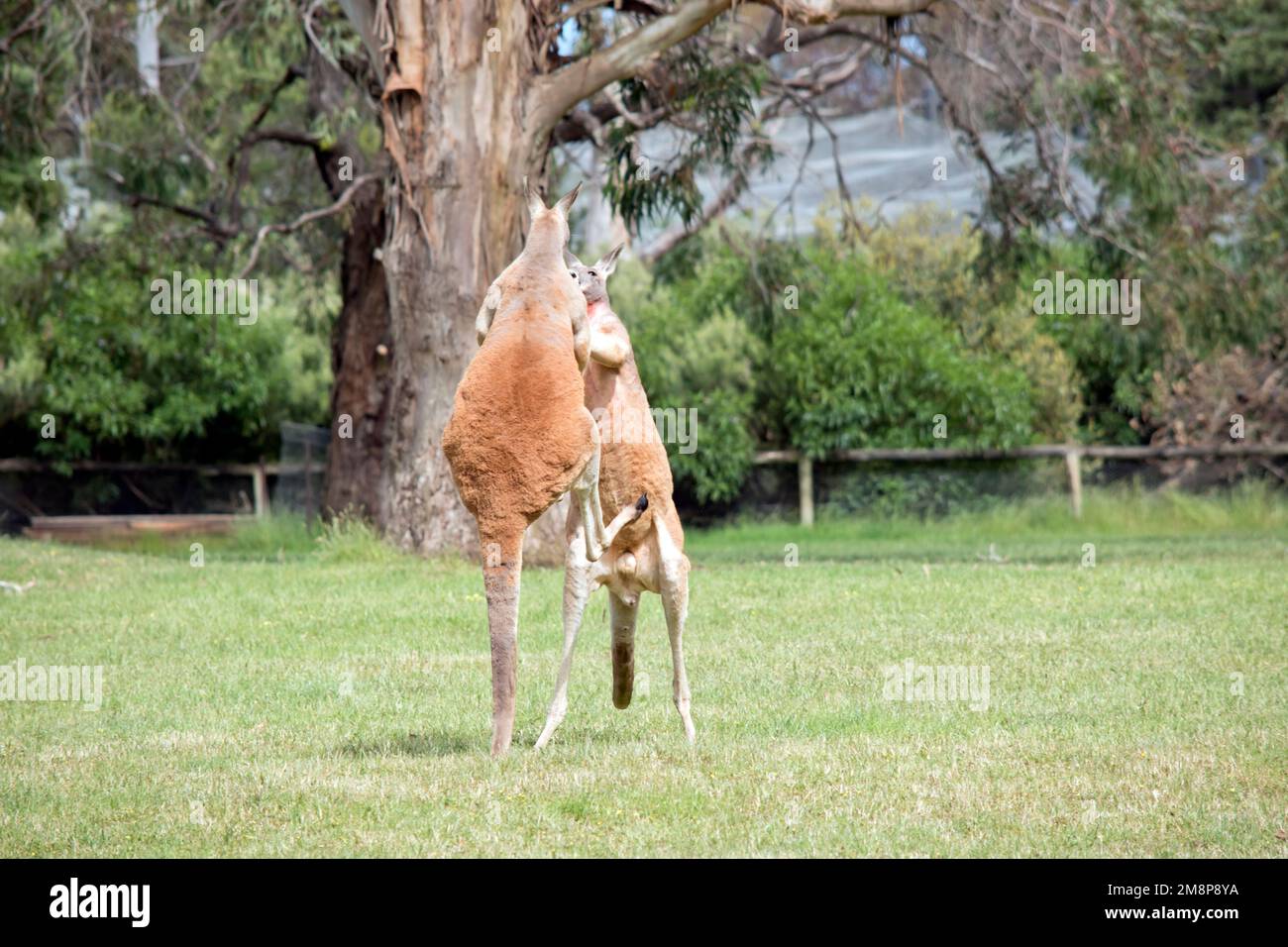 the two male kangaroos are fighting over who will end up mating with ...