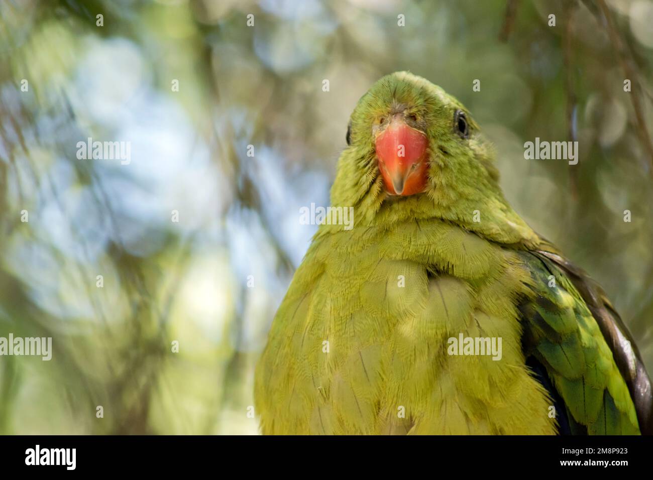 the female regent parrot has a light green body with a orange beak ...
