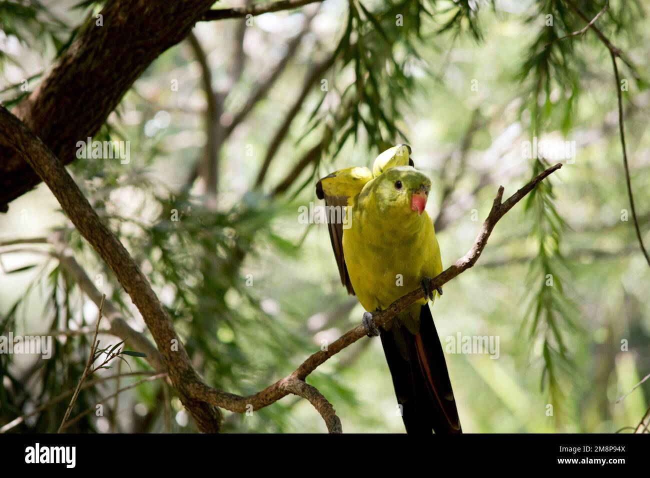 the regent parrot is about to take off Stock Photo - Alamy