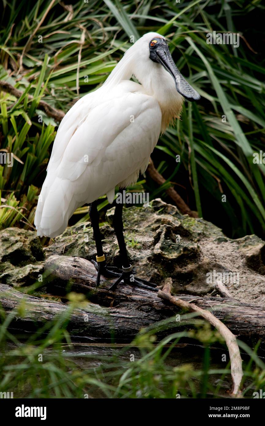 the royal spoonbill is a tall white waterbird with a black bill ...