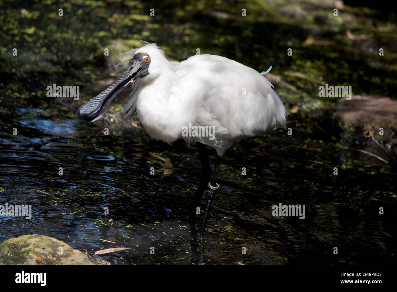 the royal spoon is a tall waterbird standing in a lake Stock Photo - Alamy