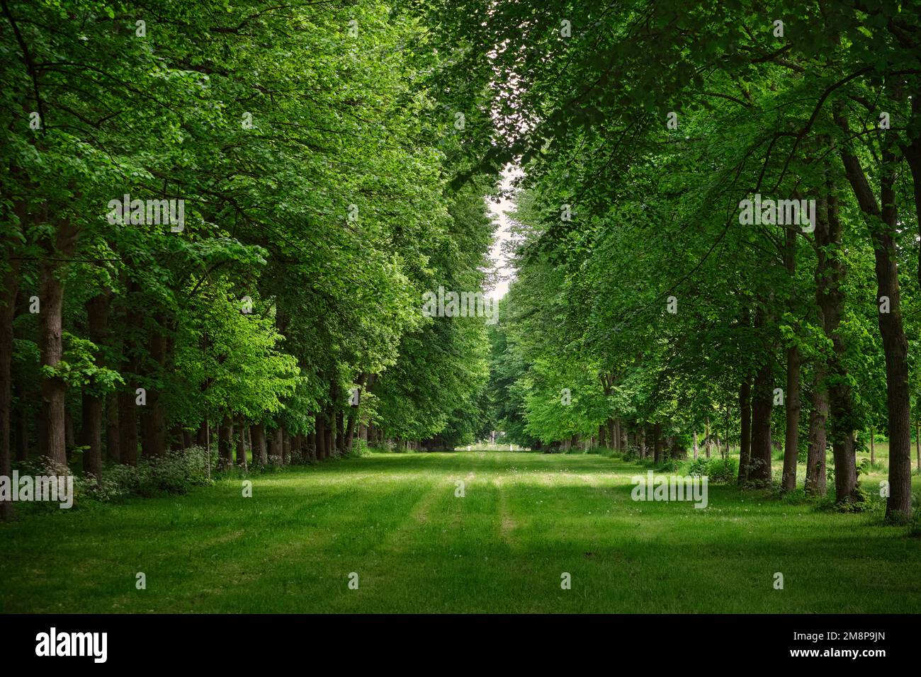 Paris, France - May, 2022:Forest of Versailles Palace is lively, The ...