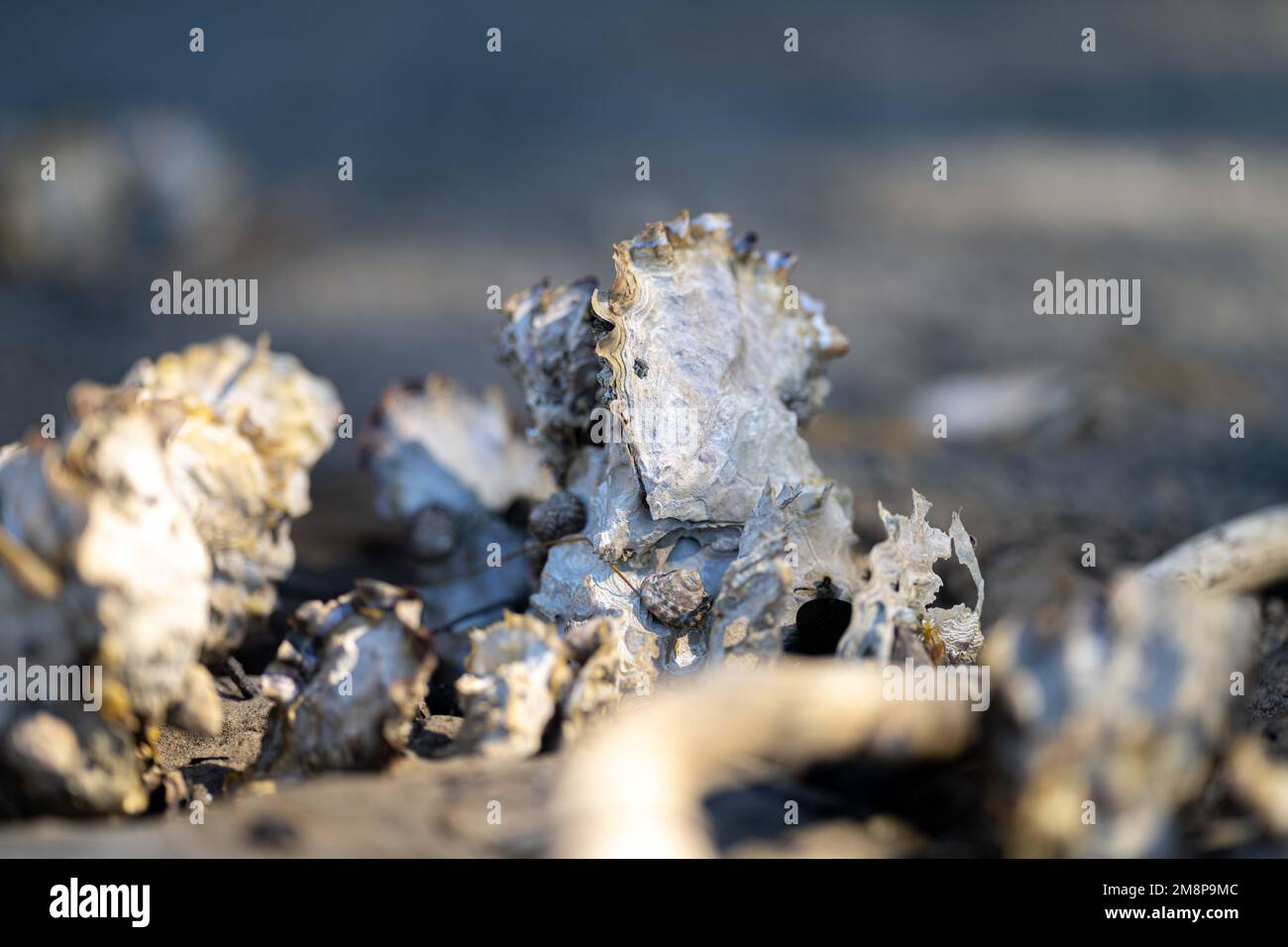 oysters on the beach. growing oyster on a sand beach in tasmania ...