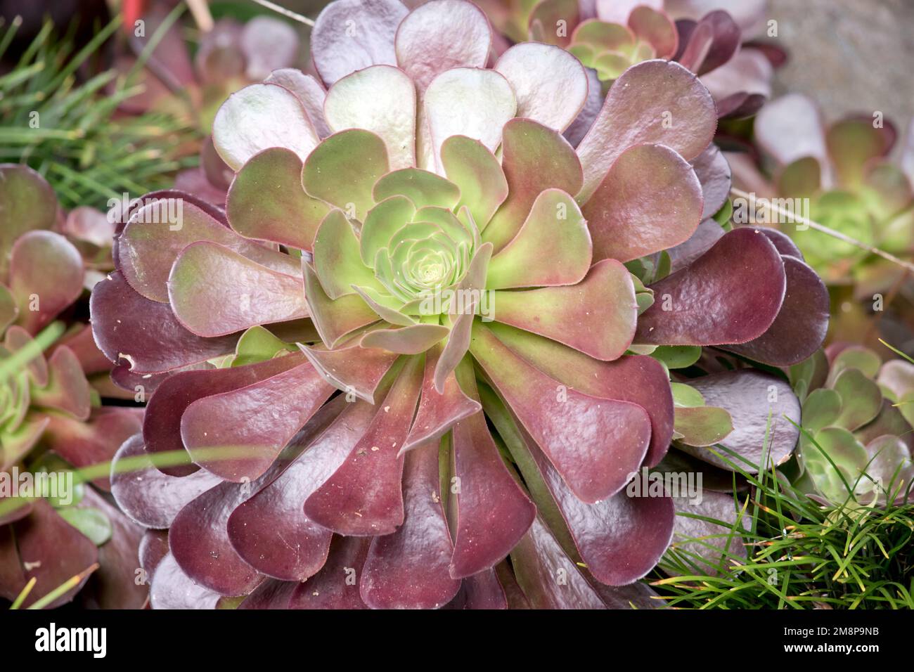 the succulent looks like a cabbage Stock Photo - Alamy