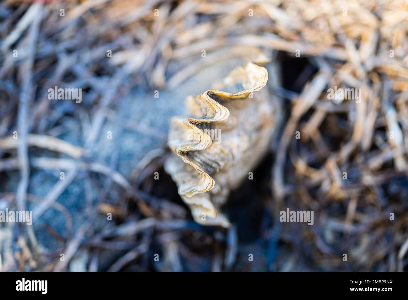oysters on the beach. growing oyster on a sand beach in tasmania ...