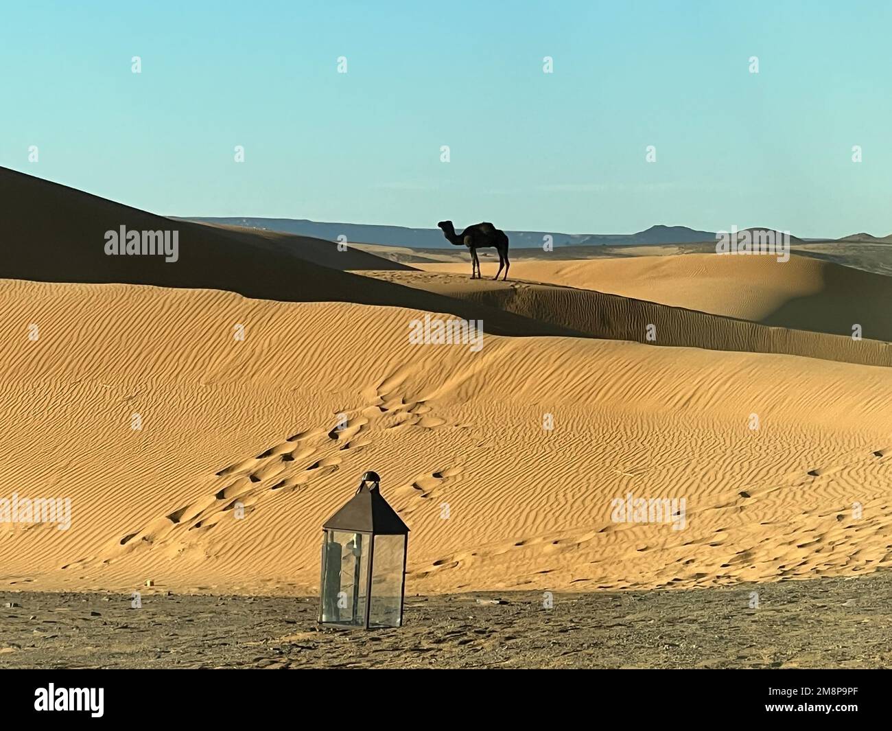 Candlestick and footprints towards a camel in the dunes of the Sahara ...