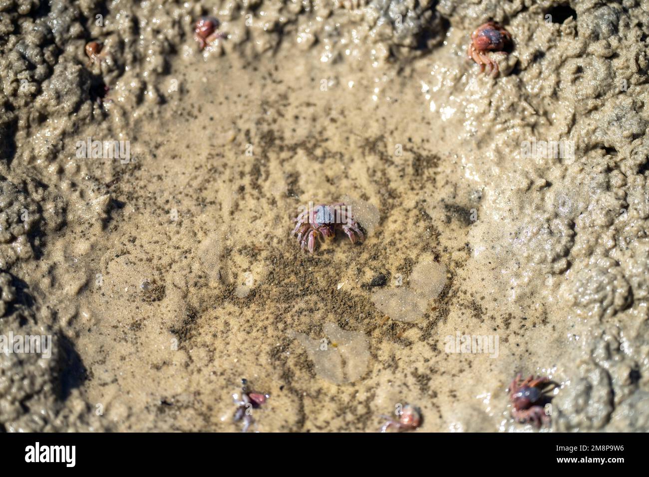 Tasmanian burrowing Southern Soldier crab on a beach close up in ...