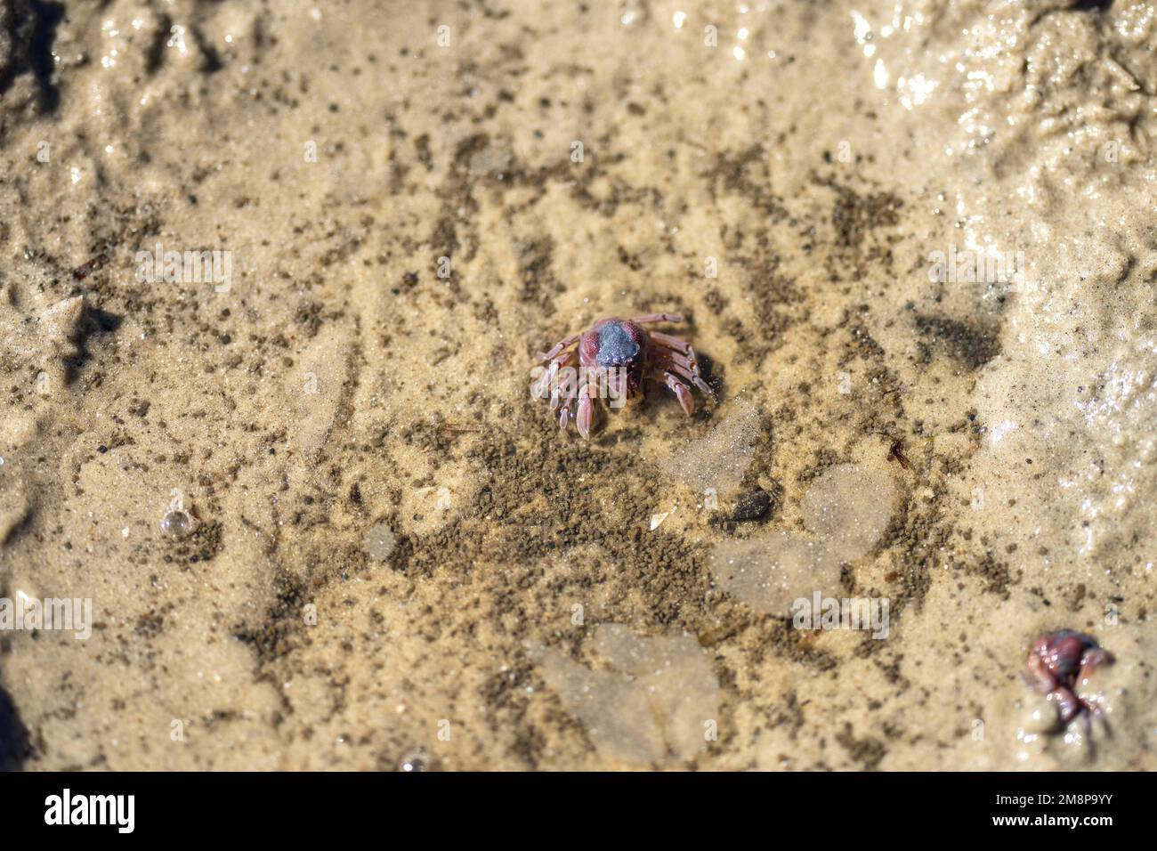 Tasmanian burrowing Southern Soldier crab on a beach close up in ...