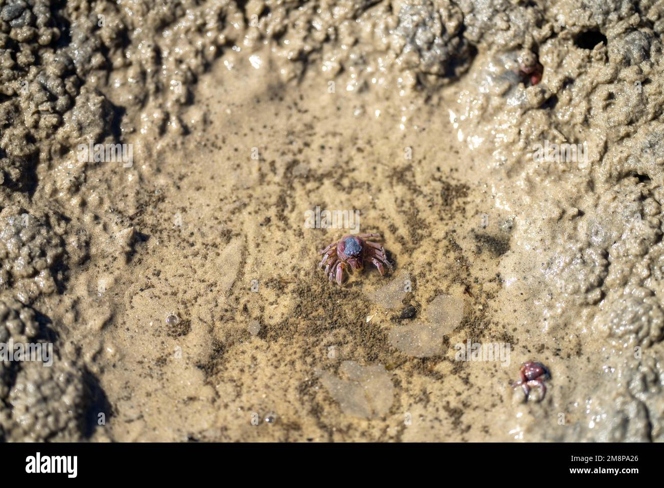 Tasmanian burrowing Southern Soldier crab on a beach close up in ...