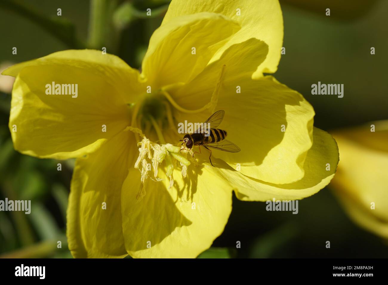 Hoverfly, Syrphus, family Syrphidae in the flower of an evening ...