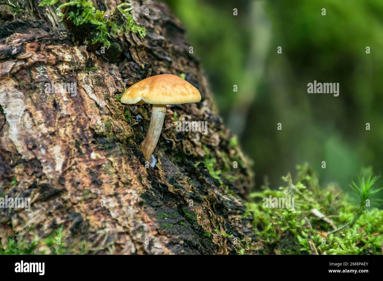 Pilze im rasen hi-res stock photography and images - Alamy