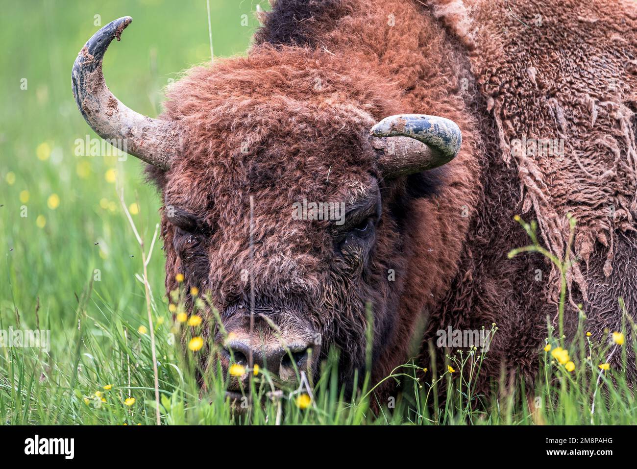 Orseg open air and buffalo reserve in a big national park This is the ...