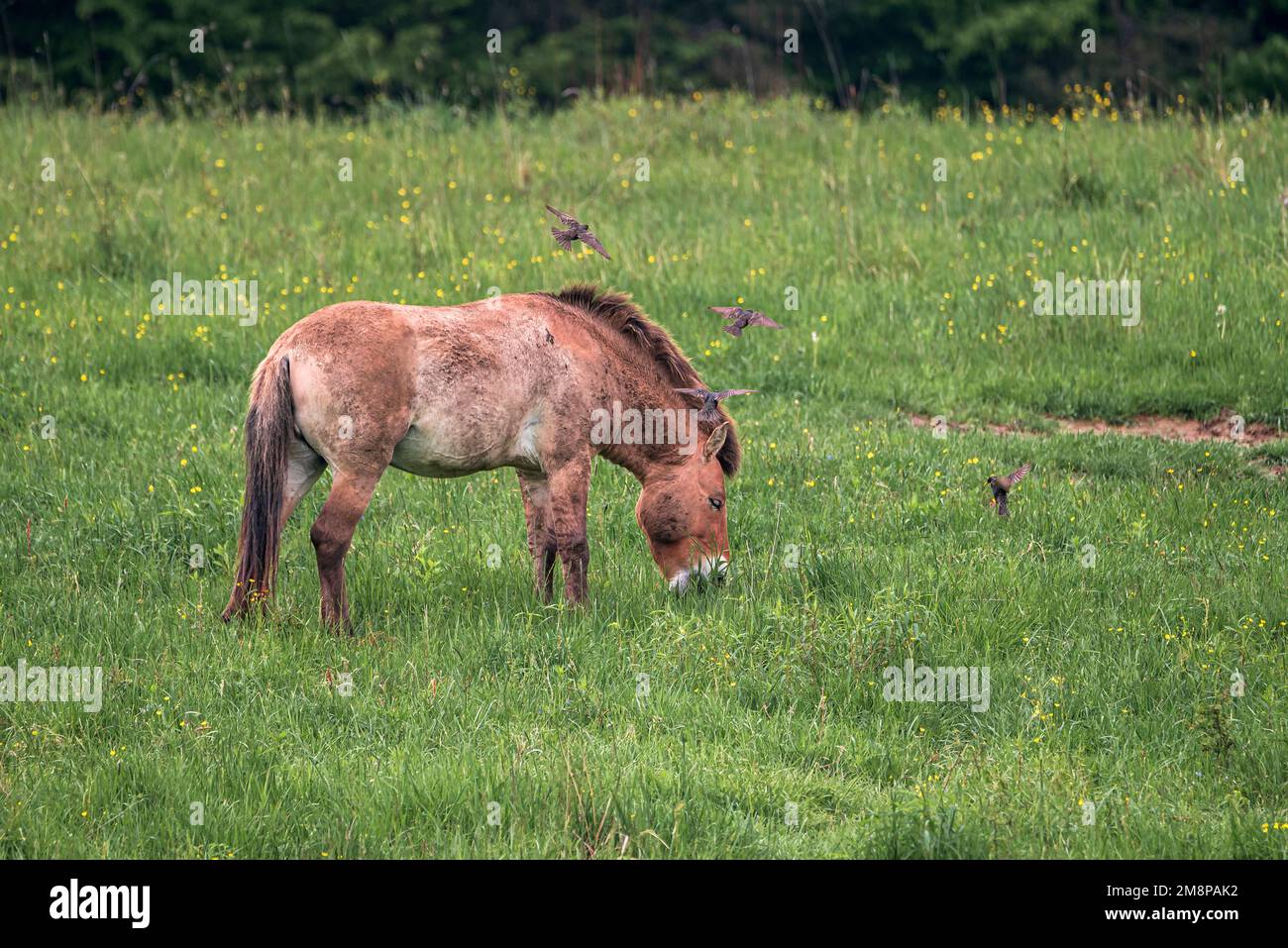 Orseg open air and buffalo reserve in a big national park This is the ...
