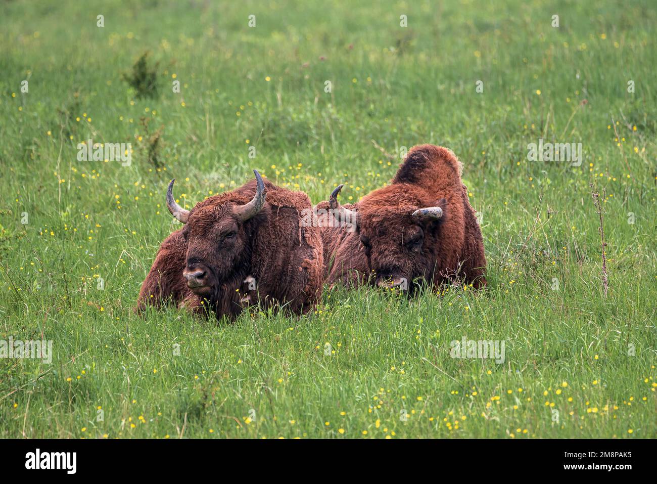 Orseg open air and buffalo reserve in a big national park This is the ...