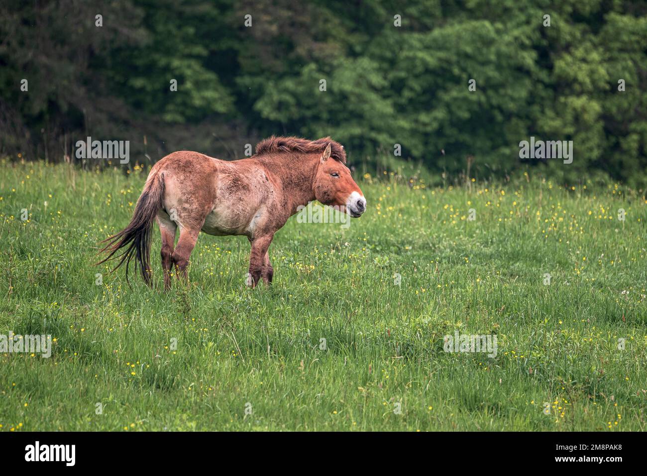 Orseg open air and buffalo reserve in a big national park This is the ...